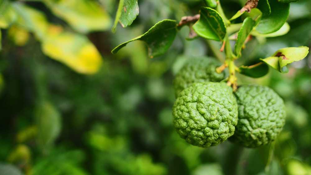Bergamot: A Citrus With a Rich History and Promising Health Benefits ...